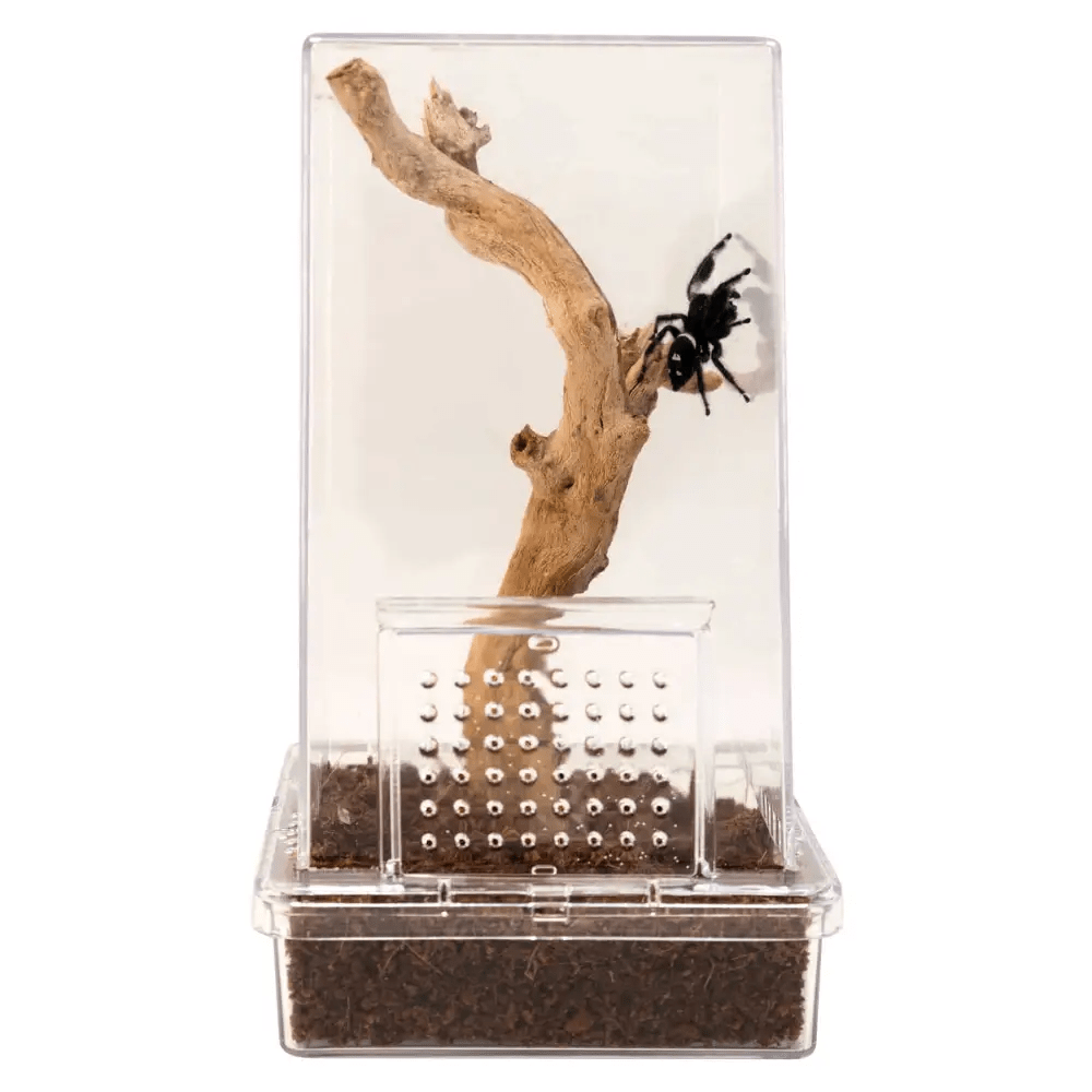 Zoo Med Creatures Jumping Spider Habitat Kit for Reptiles | Talis Us